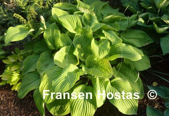 Hosta August Moon - Fransen Hostas